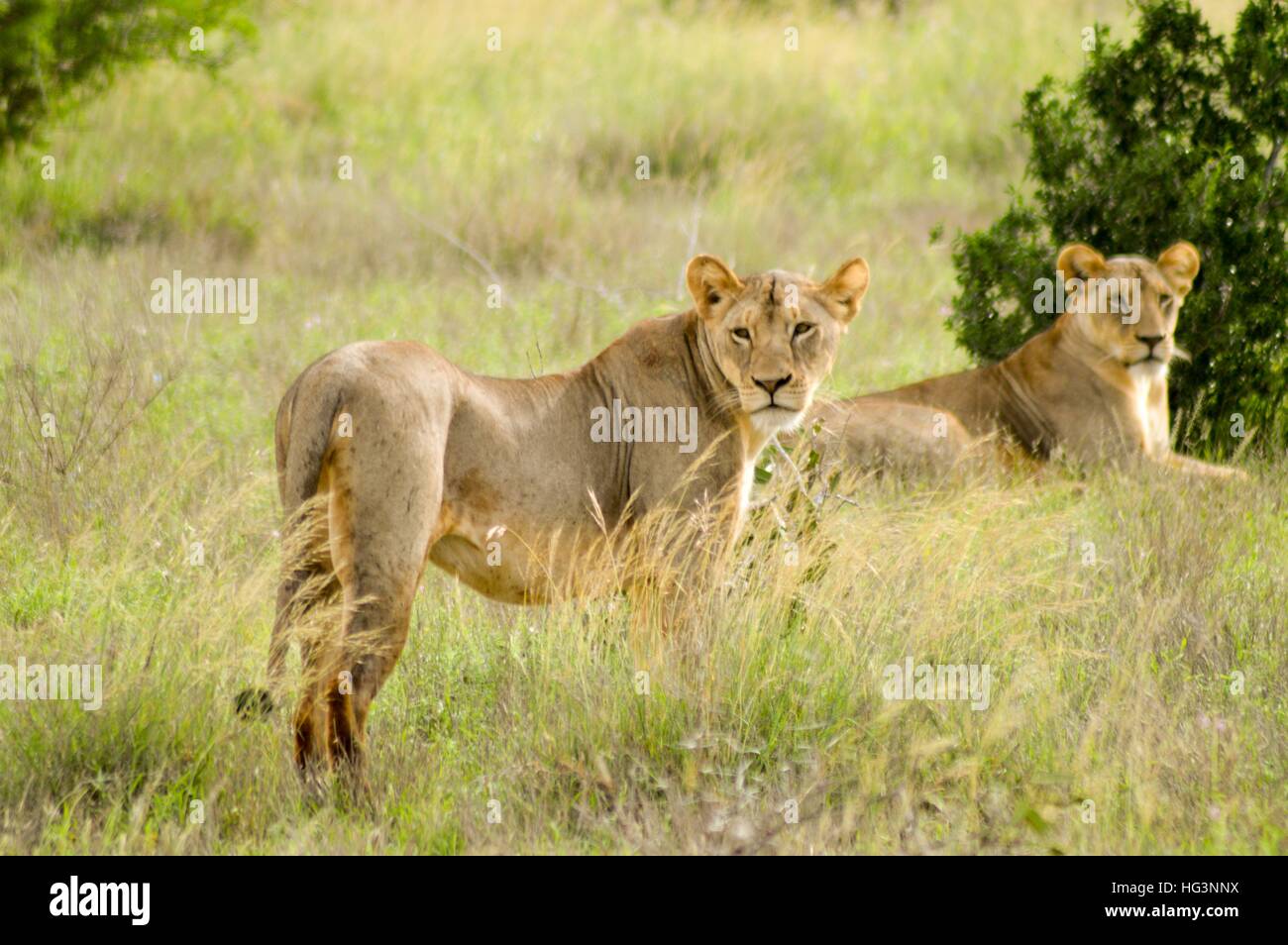 Two lionesses lying under a tree in East Tsavos Park in Kenya Stock ...