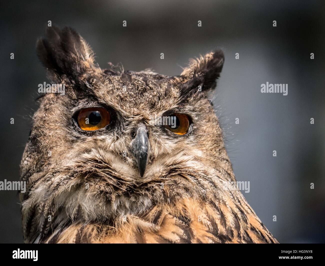 Owl of ears hi-res stock photography and images - Alamy