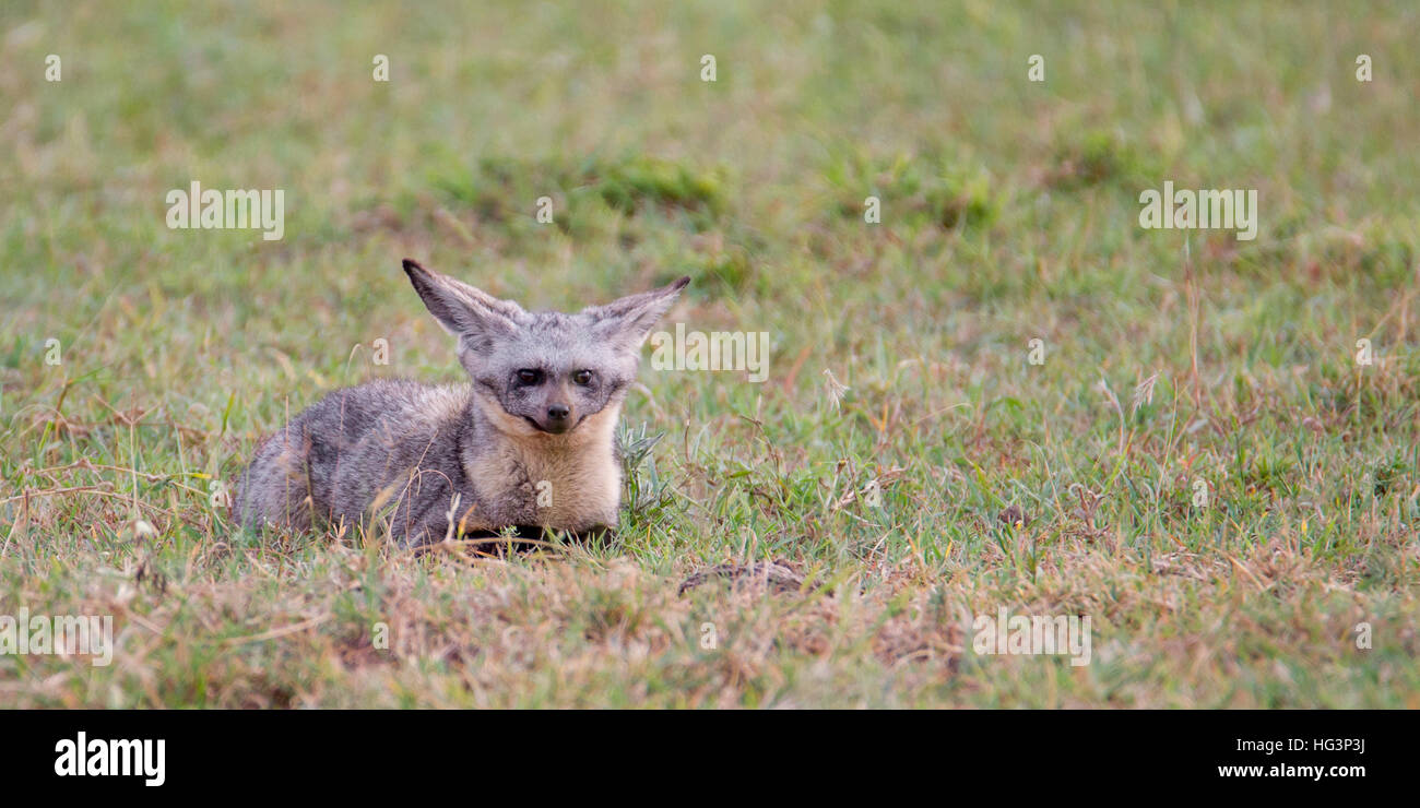 One Bat-eared fox pup close to the den entrance, Mara Naboisho ...