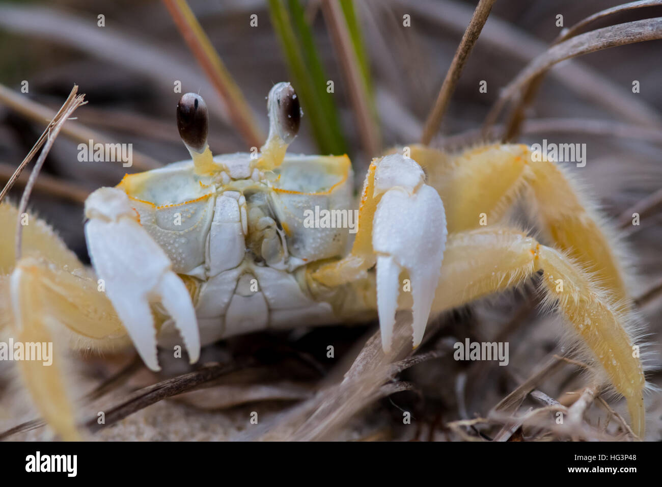 Small yellow crab looks hi-res stock photography and images - Alamy