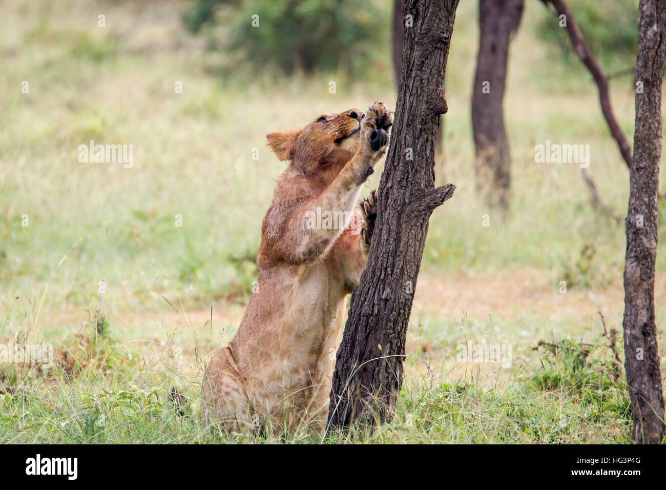 One young lion cub scratching on a tree, Mara Naboisho Conservancy ...