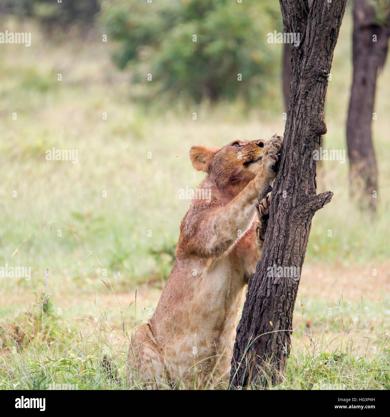 One young lion cub scratching on a tree, Mara Naboisho Conservancy ...