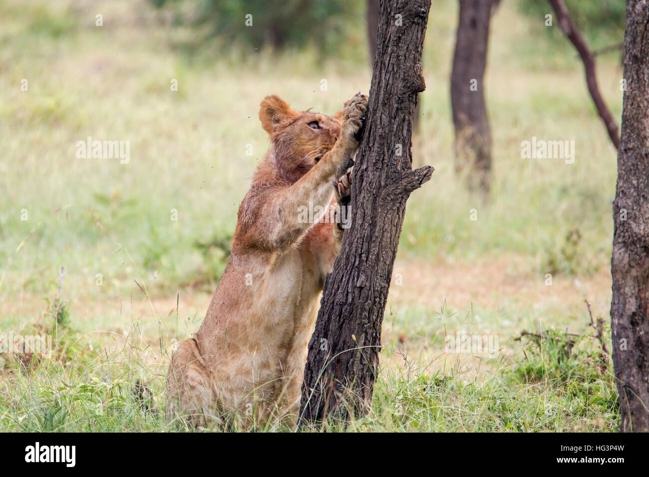 One young lion cub scratching on a tree, Mara Naboisho Conservancy ...