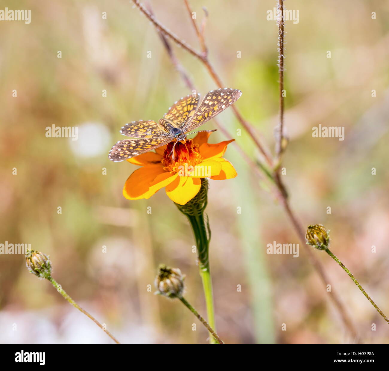 Bordered Patch butterfly in central Mexico. Orange and brown butterfly ...
