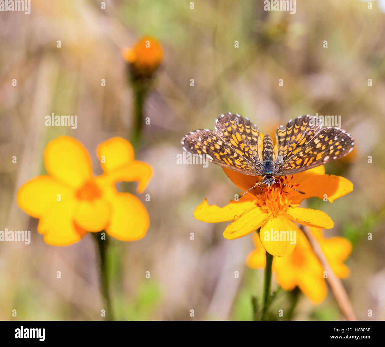 Bordered Patch butterfly in central Mexico. Orange and brown butterfly ...