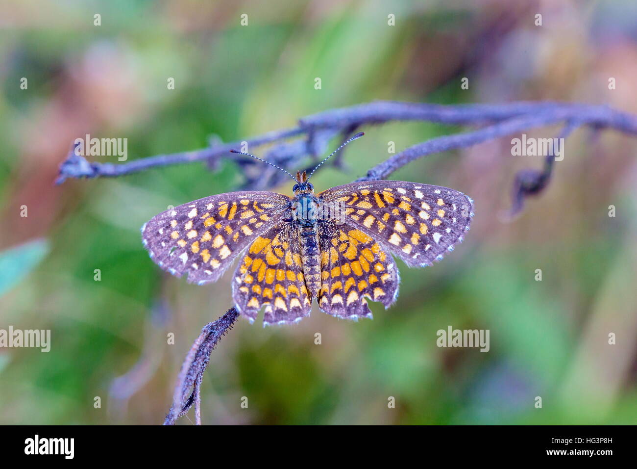Bordered Patch butterfly in central Mexico. Orange and brown butterfly ...