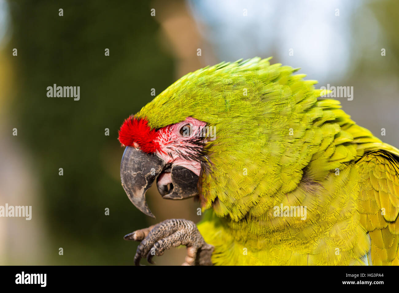 Military Macaw posing for the camera Stock Photo - Alamy