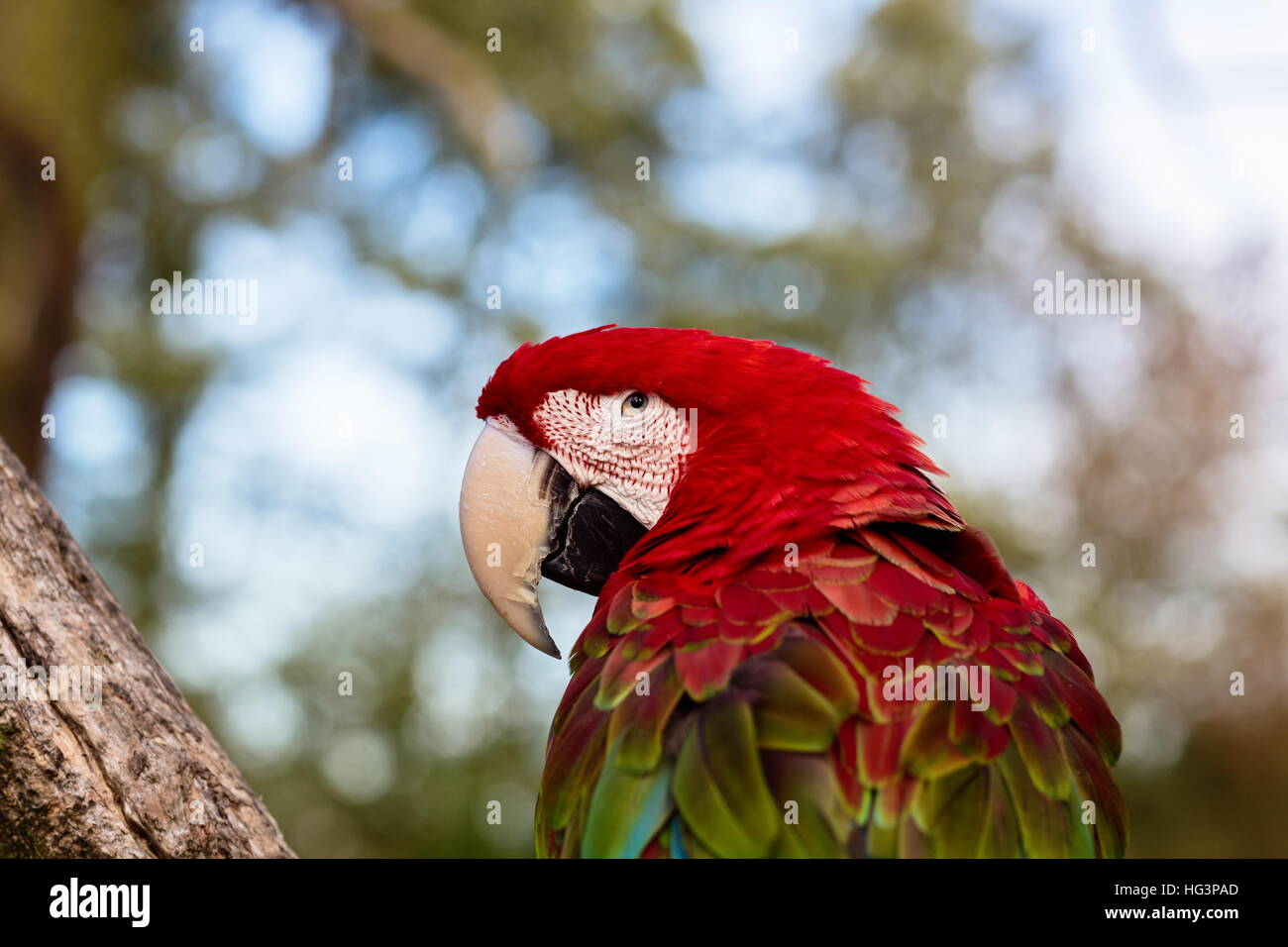 The green-winged macaw, also known as the red-and-green , is a large ...