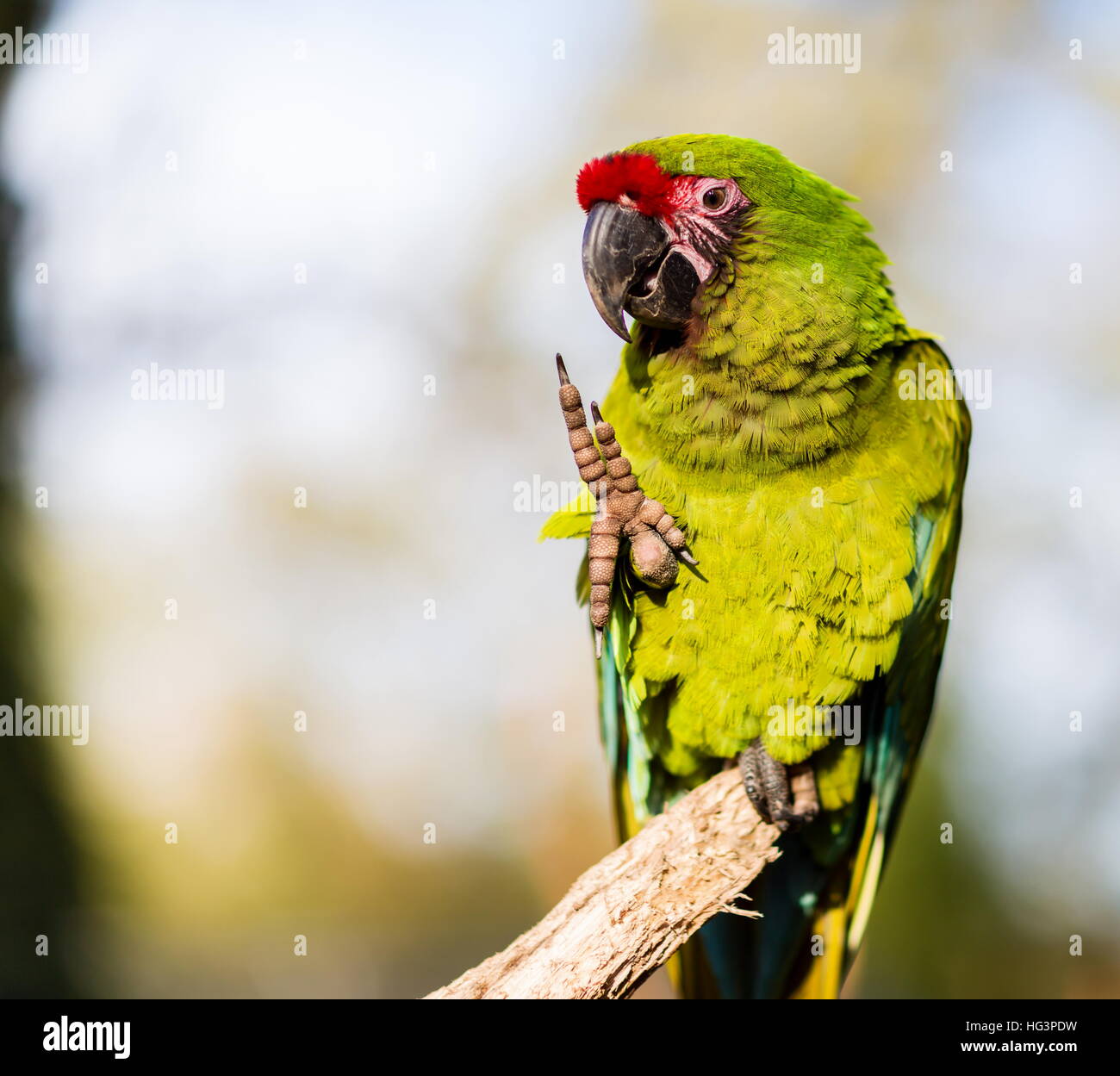 Military Macaw posing for the camera Stock Photo - Alamy