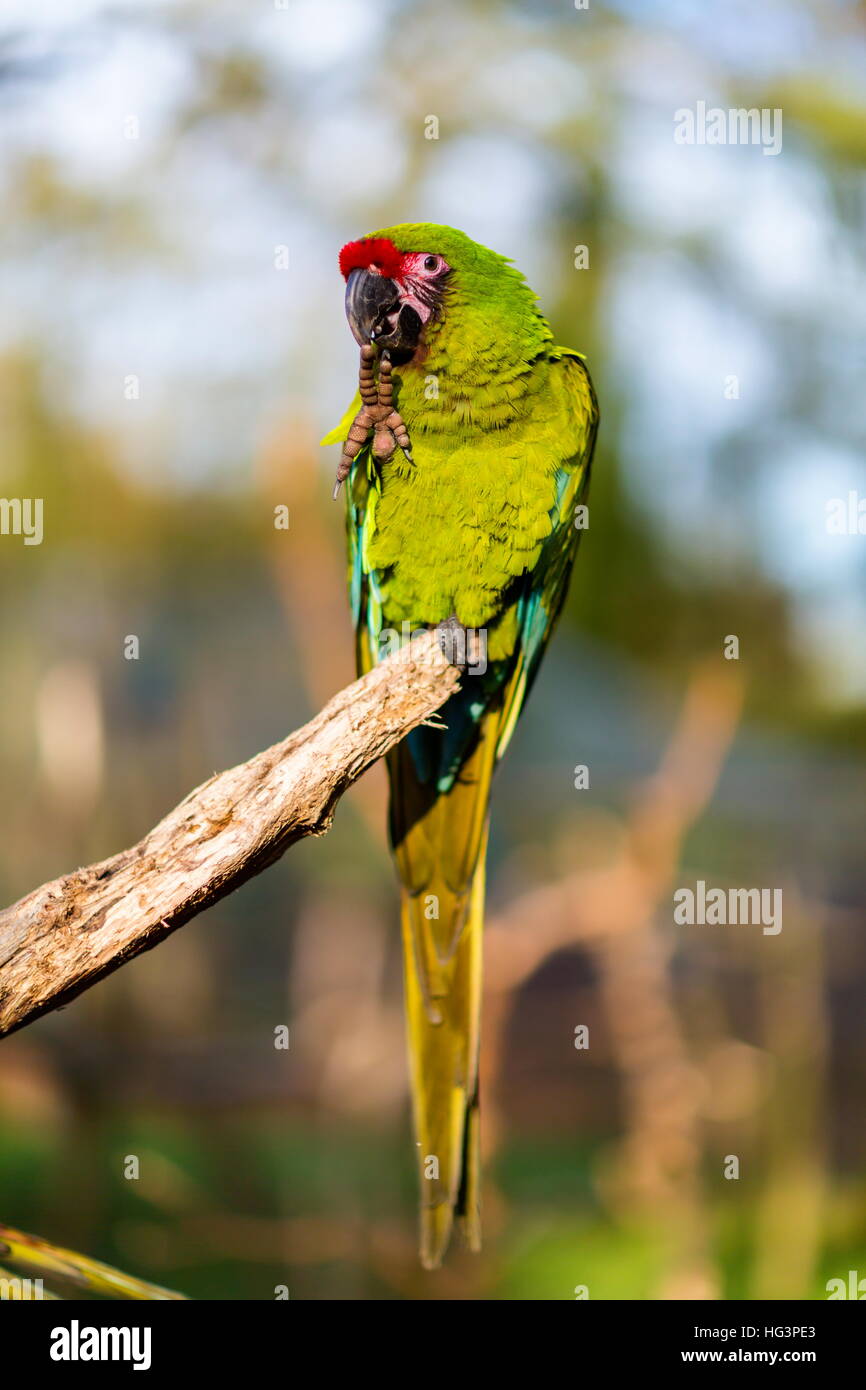 Military Macaw posing for the camera Stock Photo - Alamy