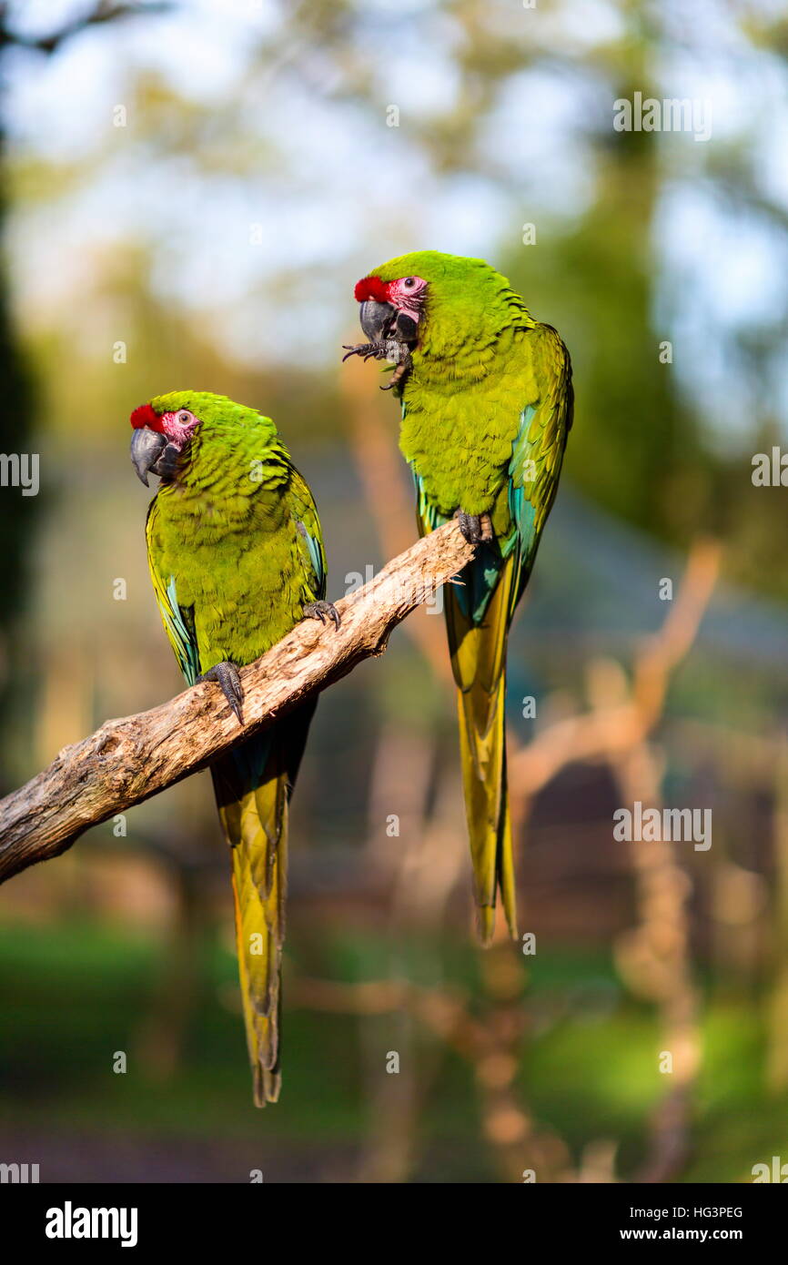 Military Macaw posing for the camera Stock Photo - Alamy