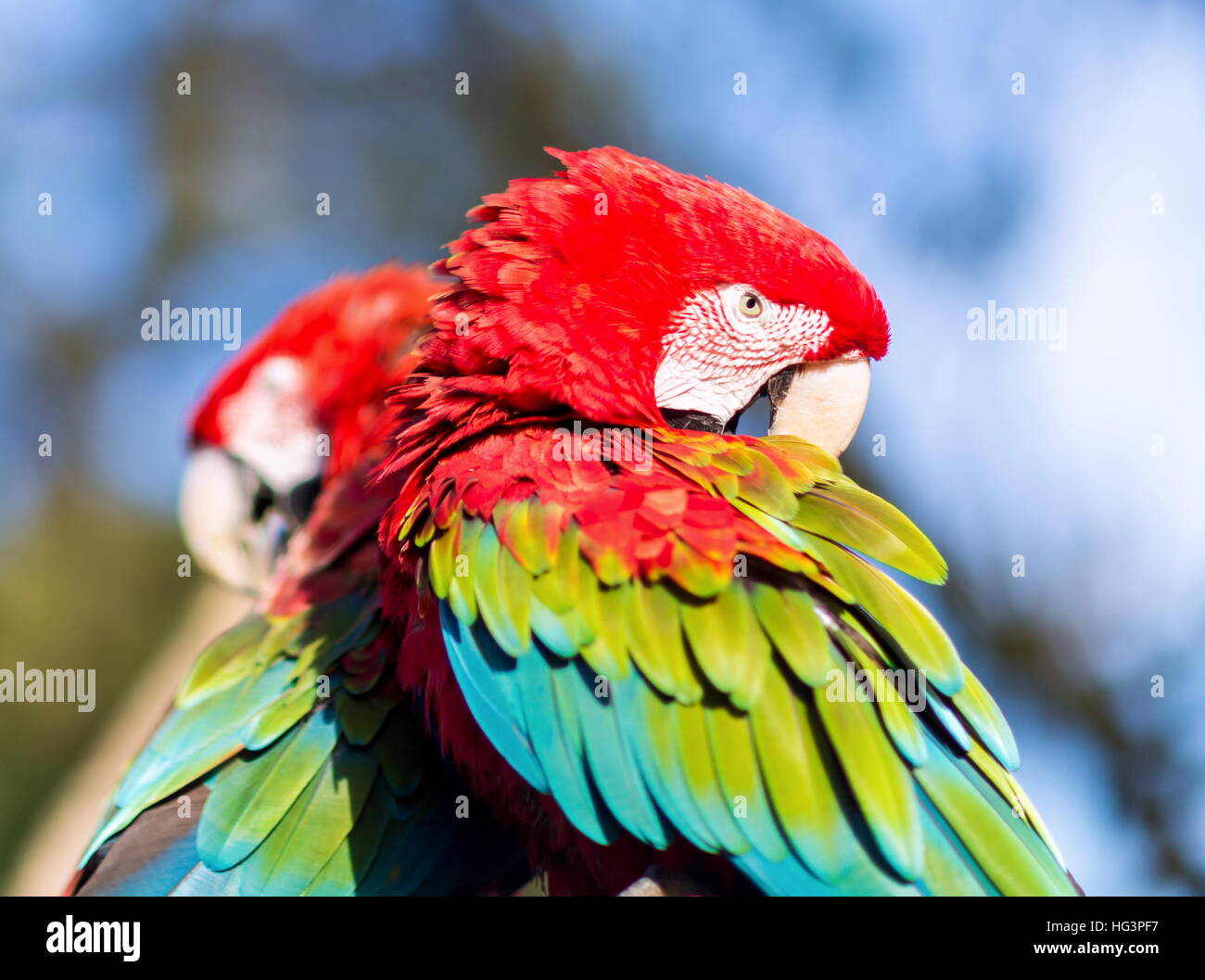The green-winged macaw, also known as the red-and-green , is a large ...