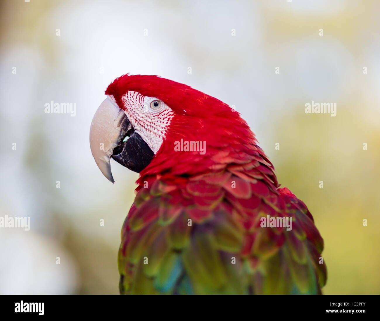 The green-winged macaw, also known as the red-and-green , is a large ...