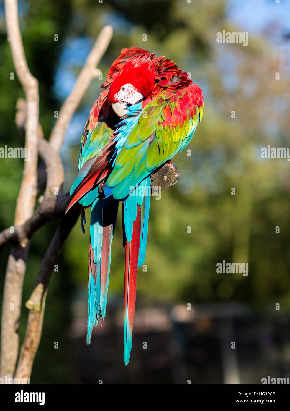 The green-winged macaw, also known as the red-and-green , is a large ...