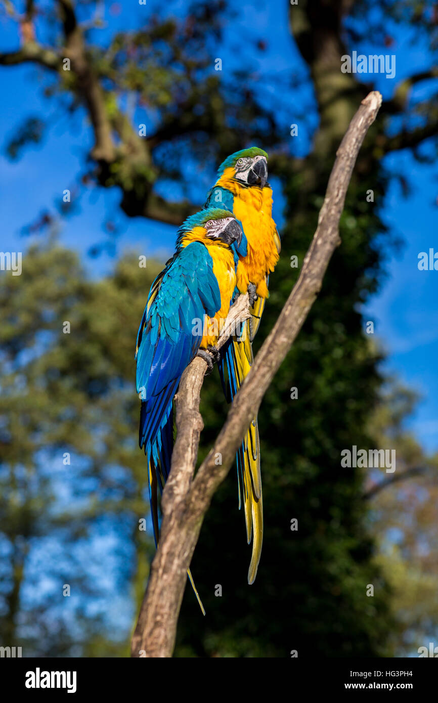 Blue and gold Macaw Stock Photo - Alamy
