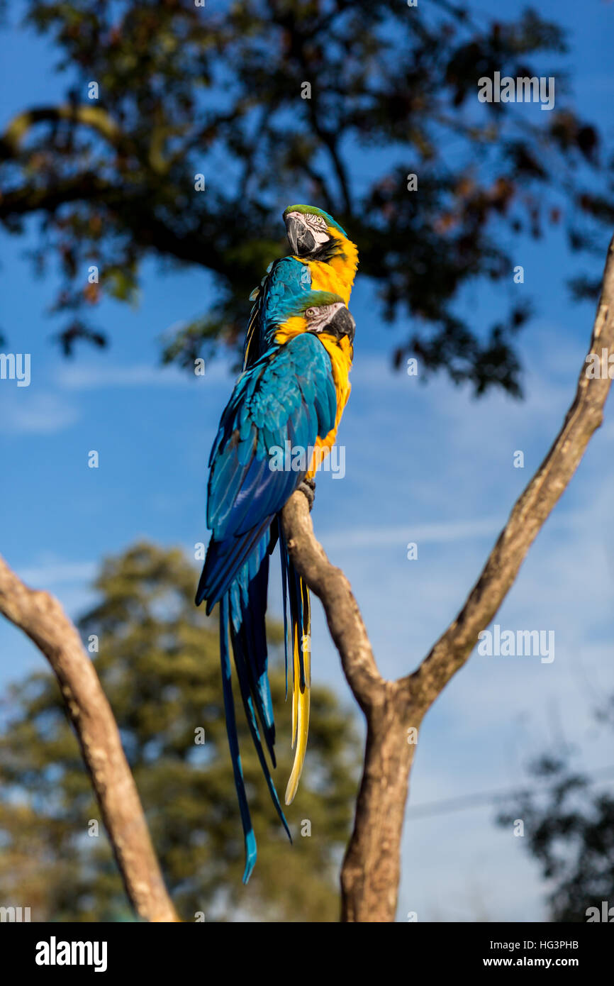 Blue and gold Macaw Stock Photo - Alamy