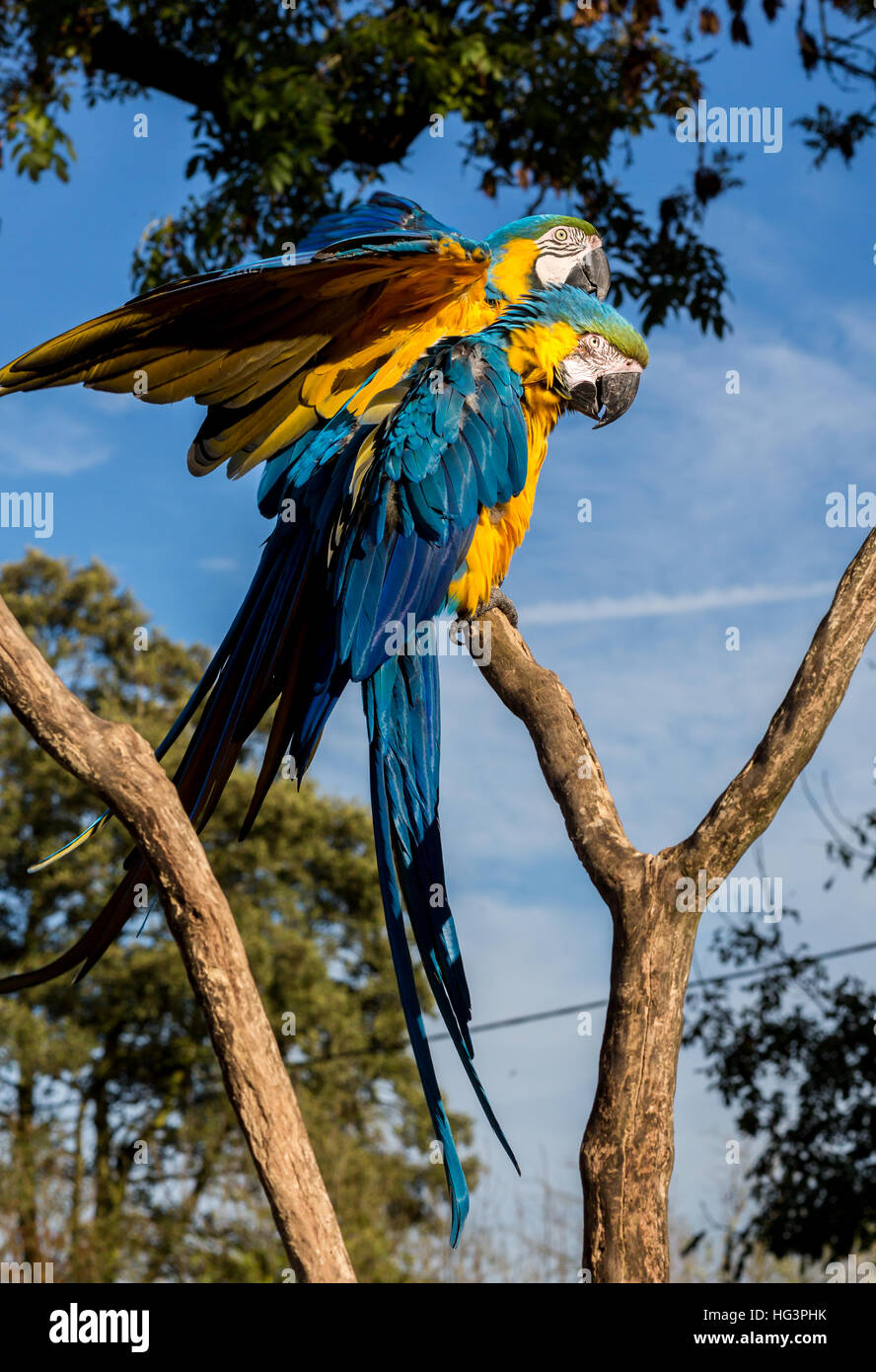 Blue and gold Macaw Stock Photo - Alamy