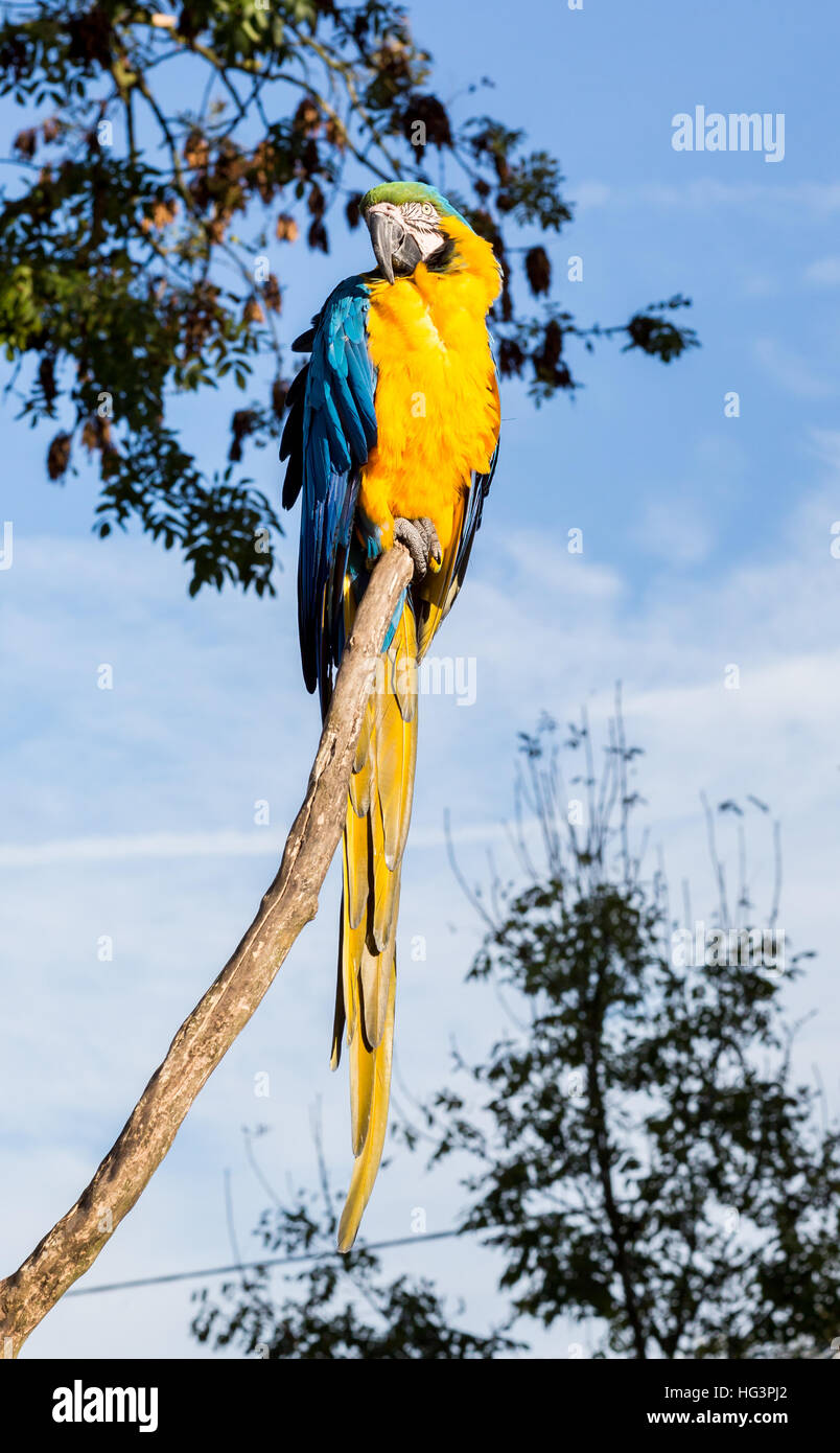 Blue and gold Macaw Stock Photo - Alamy