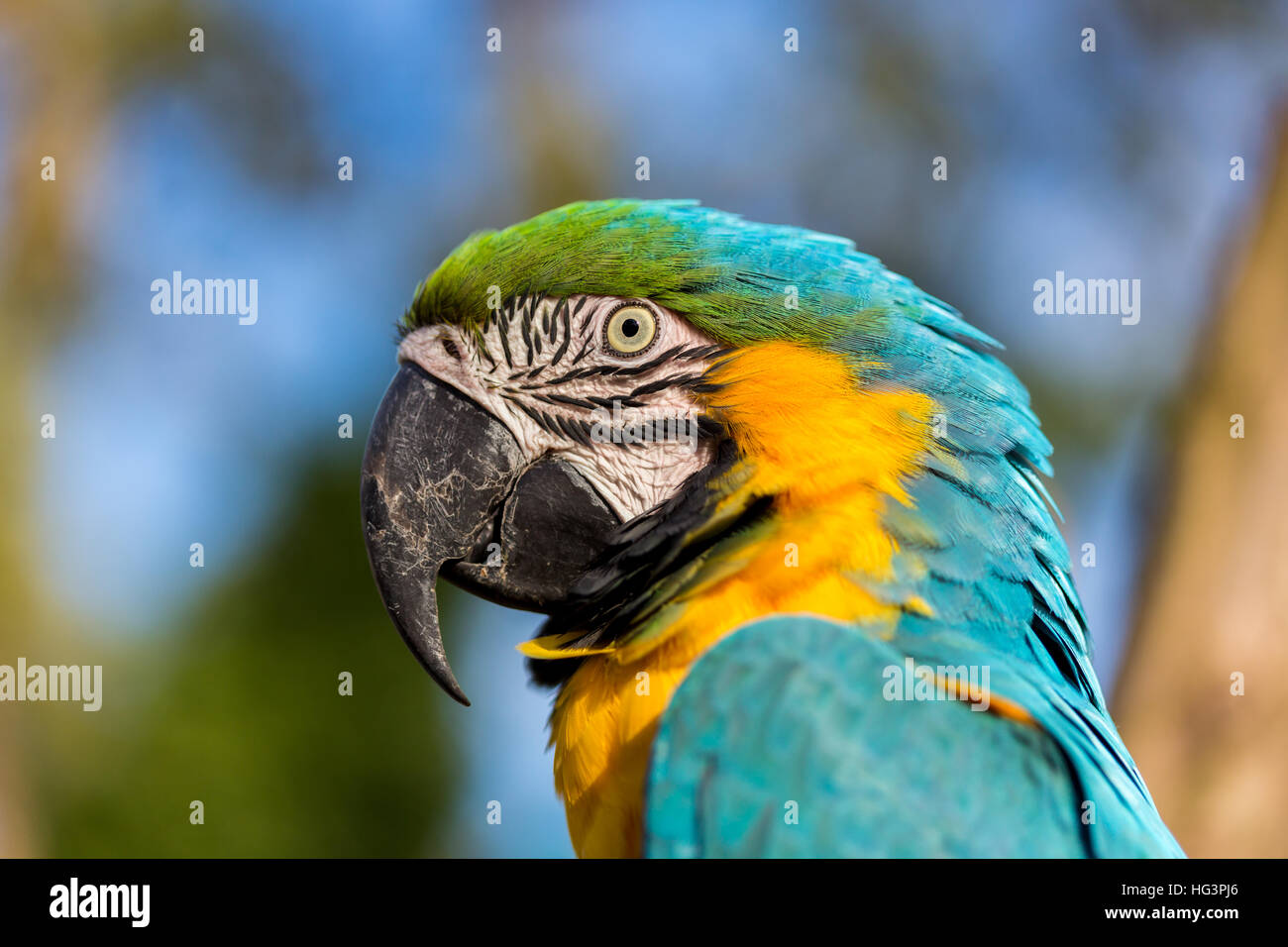 Blue and gold Macaw Stock Photo - Alamy