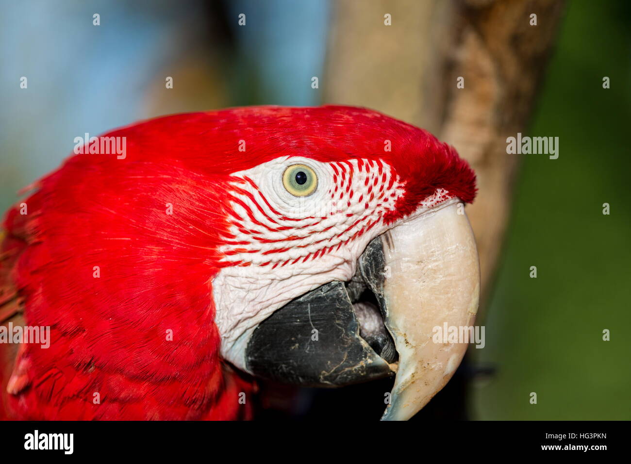 The green-winged macaw, also known as the red-and-green , is a large ...