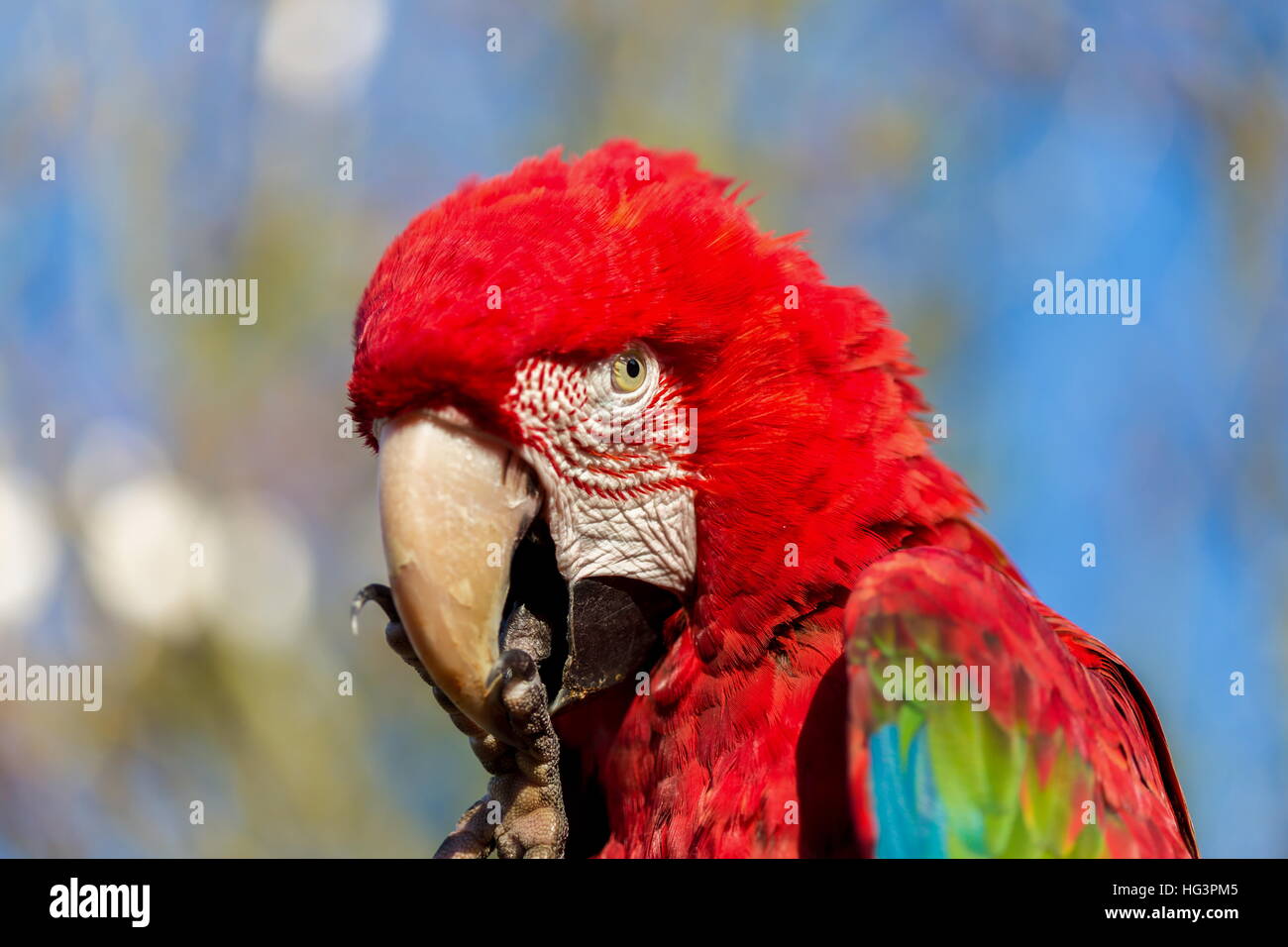 The green-winged macaw, also known as the red-and-green , is a large ...