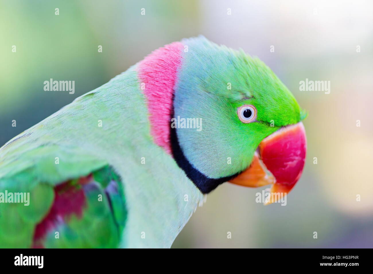 The Alexandrine parakeet or Alexandrian parrot. It is named after ...