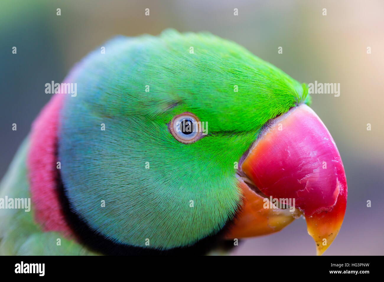The Alexandrine parakeet or Alexandrian parrot. It is named after ...