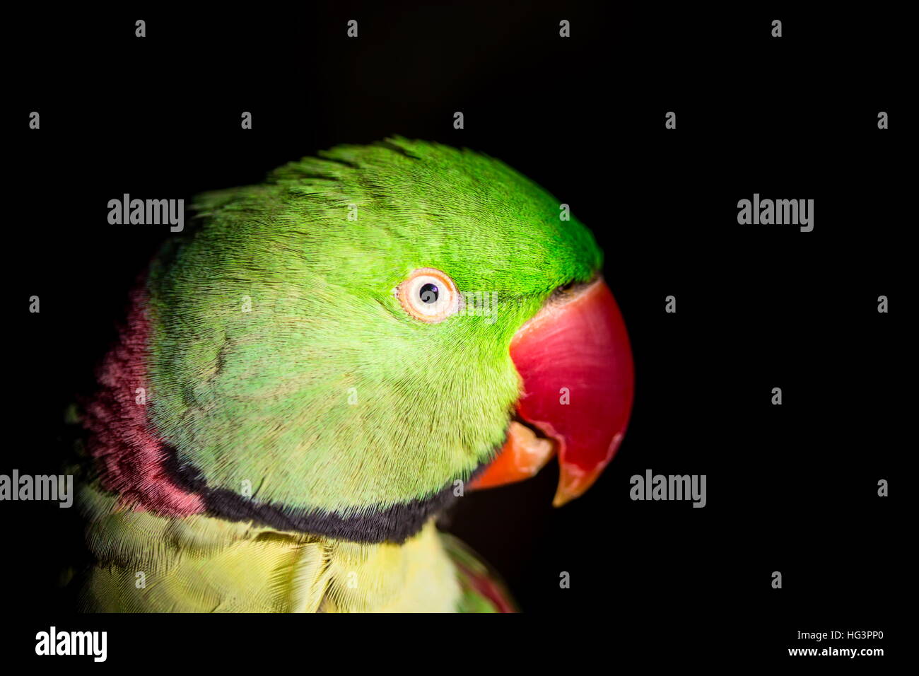 Named after alexander the great hi-res stock photography and images - Alamy