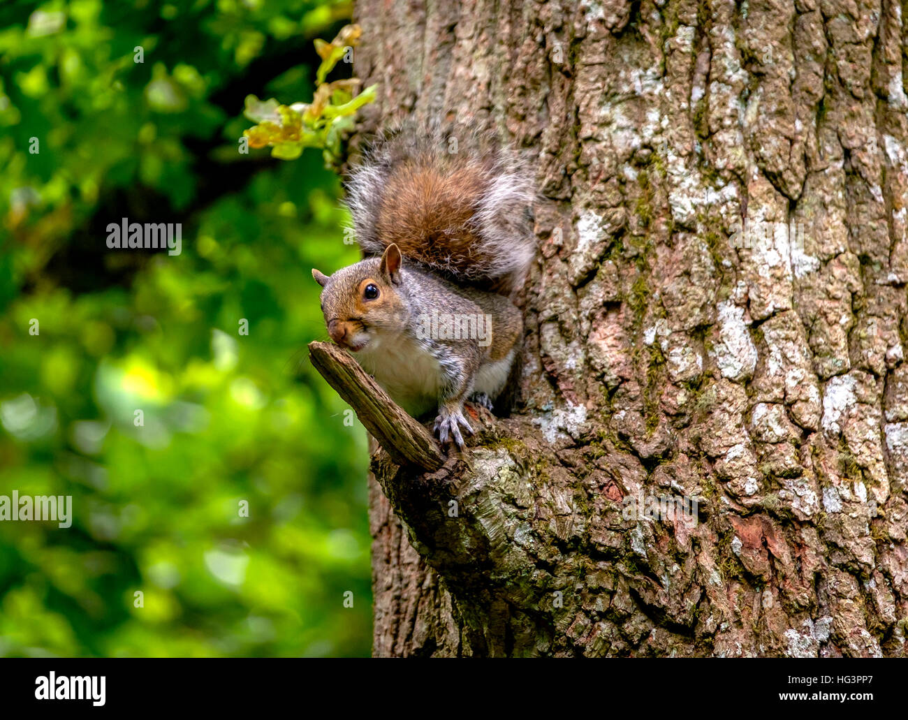 squirrel up tree resting Stock Photo - Alamy