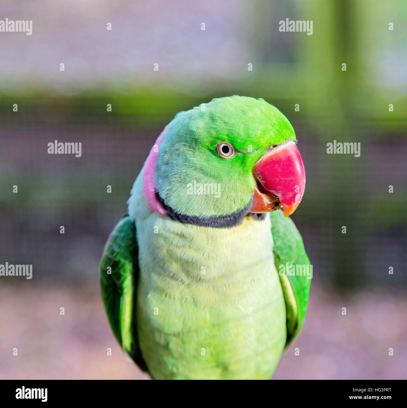 The Alexandrine parakeet or Alexandrian parrot. It is named after ...