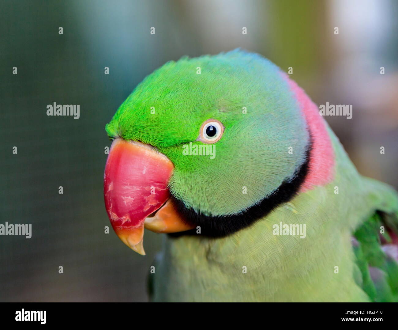 The Alexandrine parakeet or Alexandrian parrot. It is named after ...