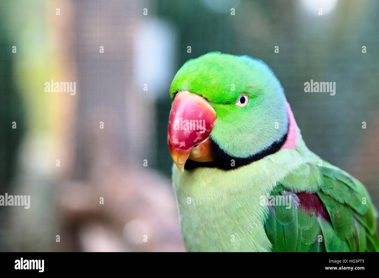 The Alexandrine parakeet or Alexandrian parrot. It is named after ...