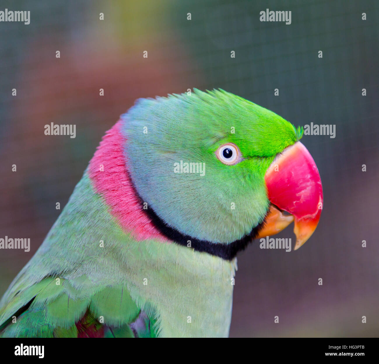 The Alexandrine parakeet or Alexandrian parrot. It is named after ...