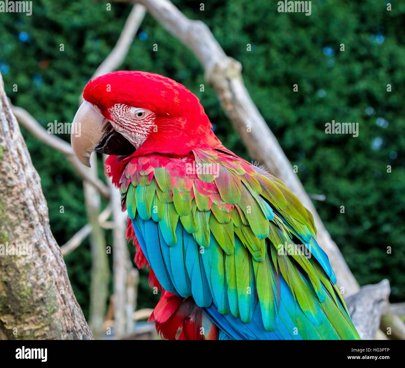 The green-winged macaw, also known as the red-and-green , is a large ...