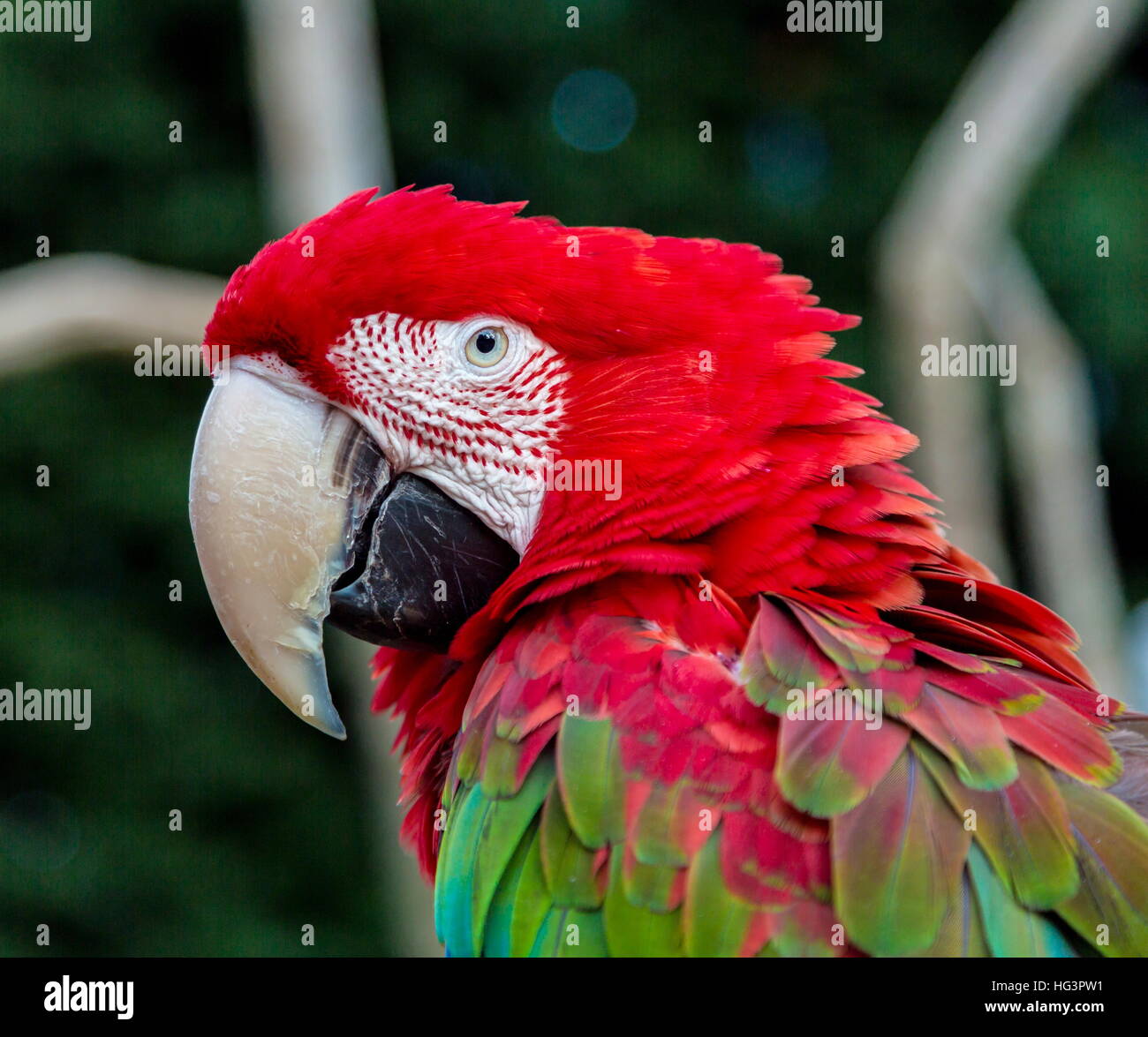 The green-winged macaw, also known as the red-and-green , is a large ...