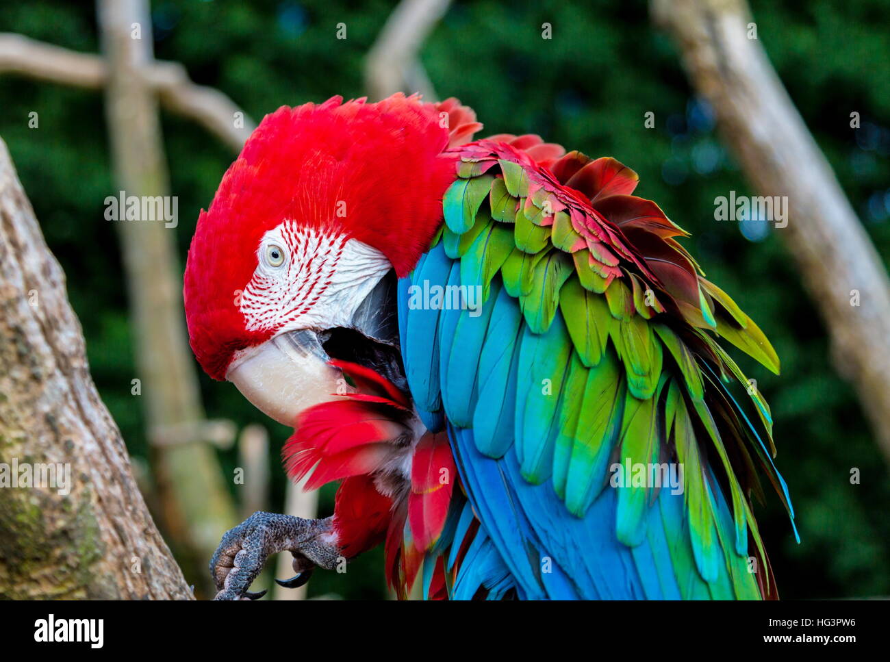 The green-winged macaw, also known as the red-and-green , is a large ...