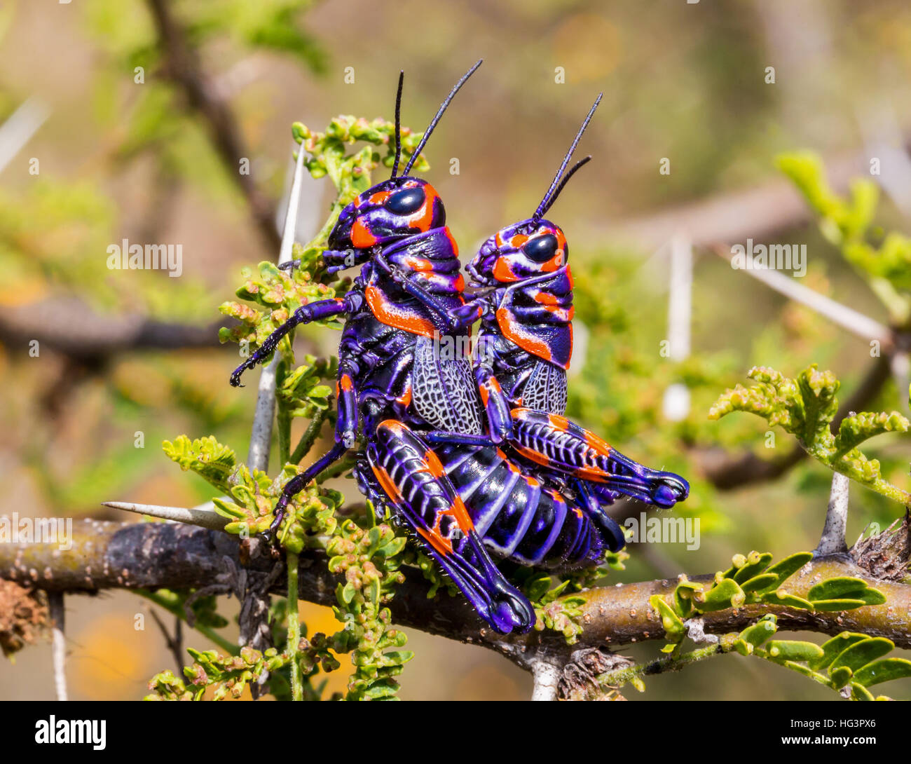 The beautiful bicolor grasshopper Stock Photo - Alamy
