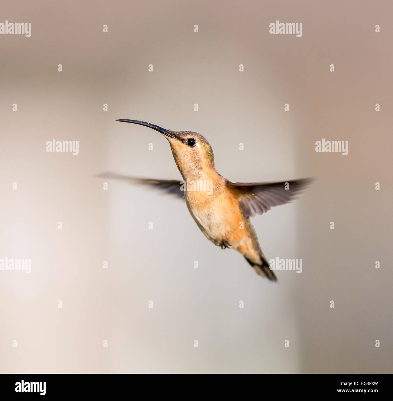 Lucifer hummingbird female Stock Photo - Alamy