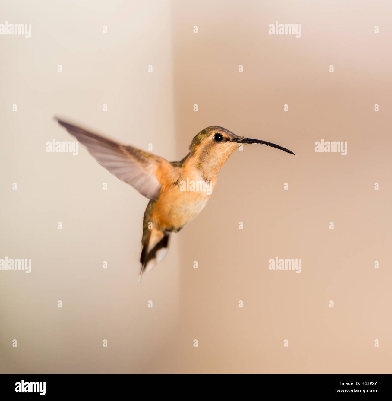 Lucifer hummingbird female Stock Photo - Alamy