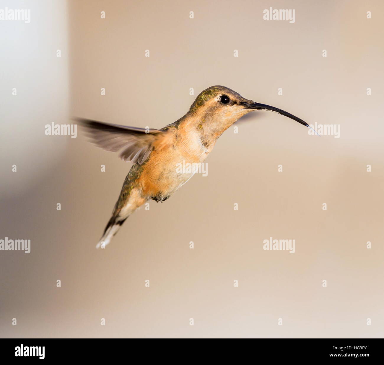 Lucifer hummingbird female Stock Photo - Alamy