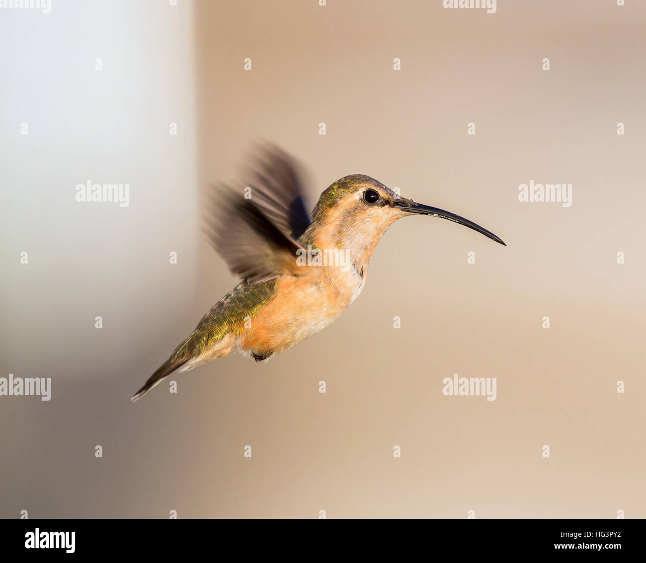 Lucifer hummingbird female Stock Photo - Alamy