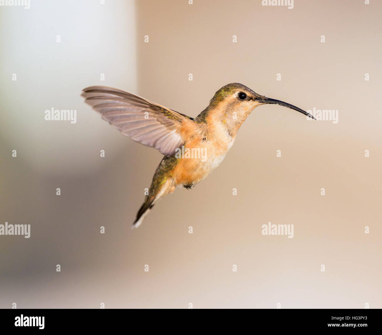Lucifer hummingbird female Stock Photo - Alamy
