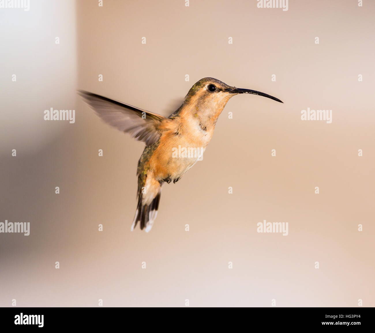 Lucifer hummingbird female Stock Photo - Alamy