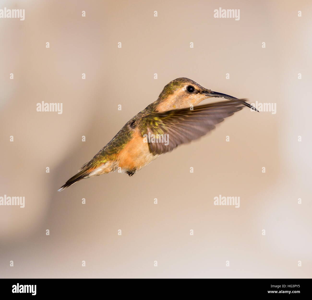 Lucifer hummingbird female Stock Photo - Alamy