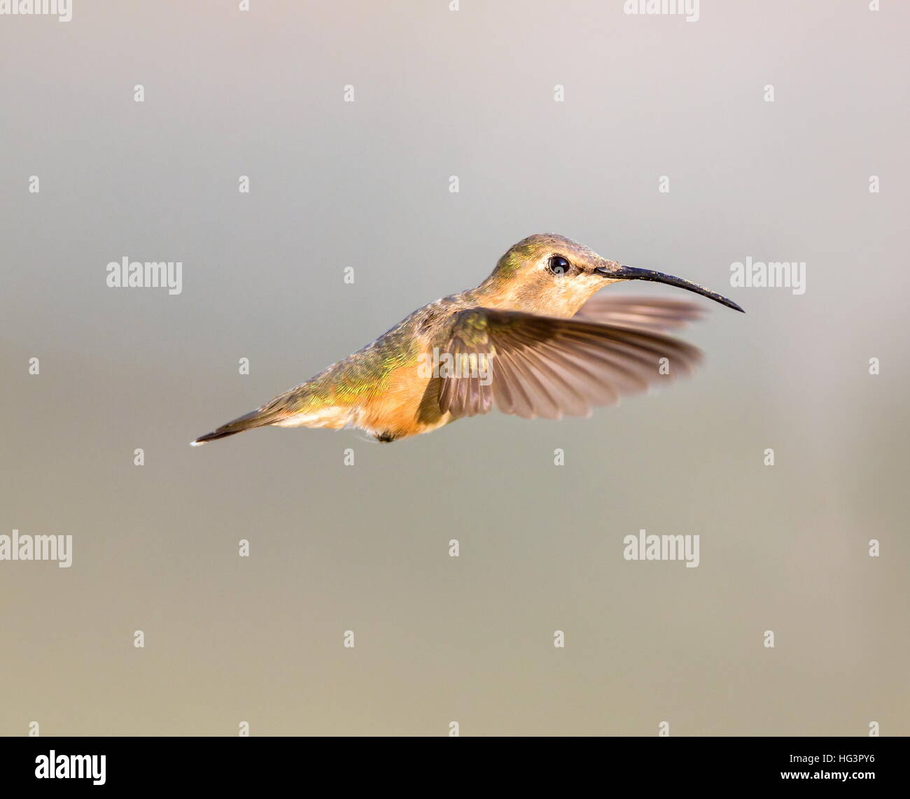 Lucifer hummingbird female Stock Photo - Alamy