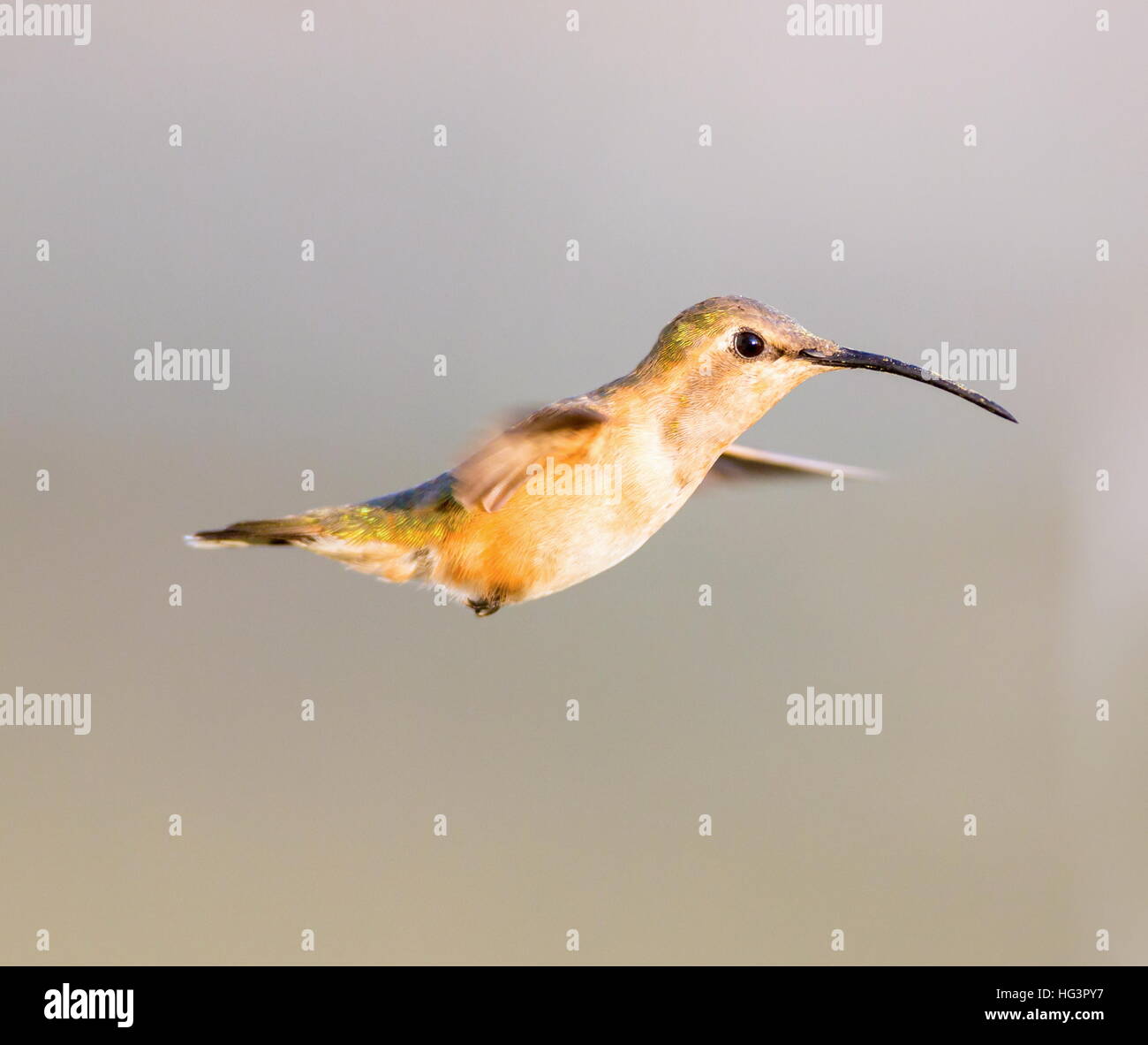 Lucifer hummingbird female Stock Photo - Alamy