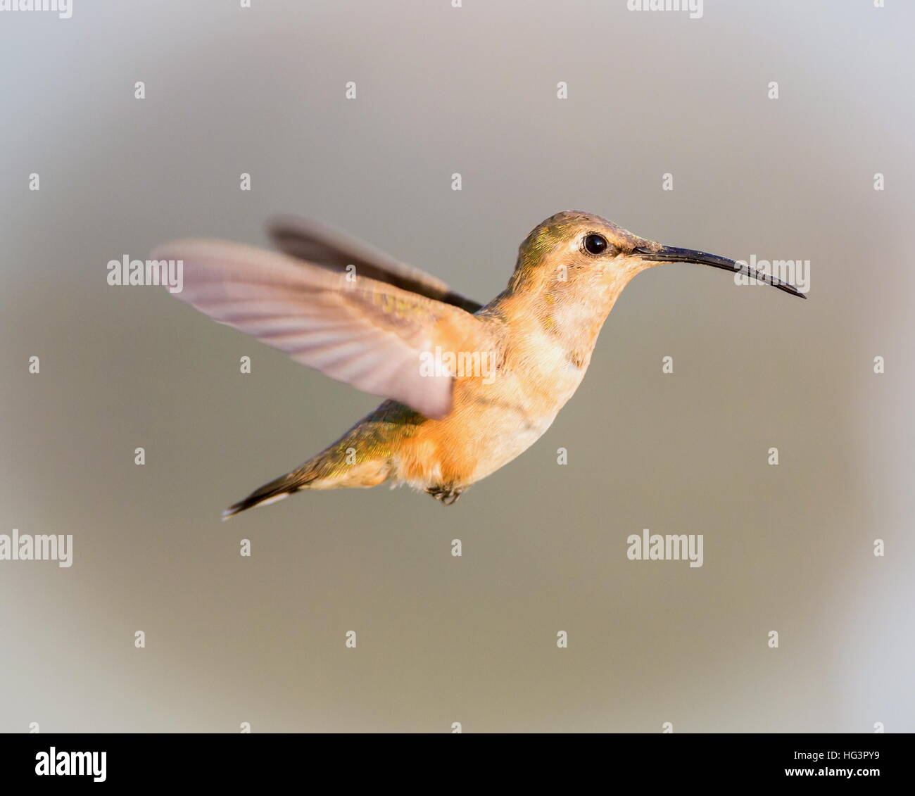Lucifer hummingbird hi-res stock photography and images - Alamy