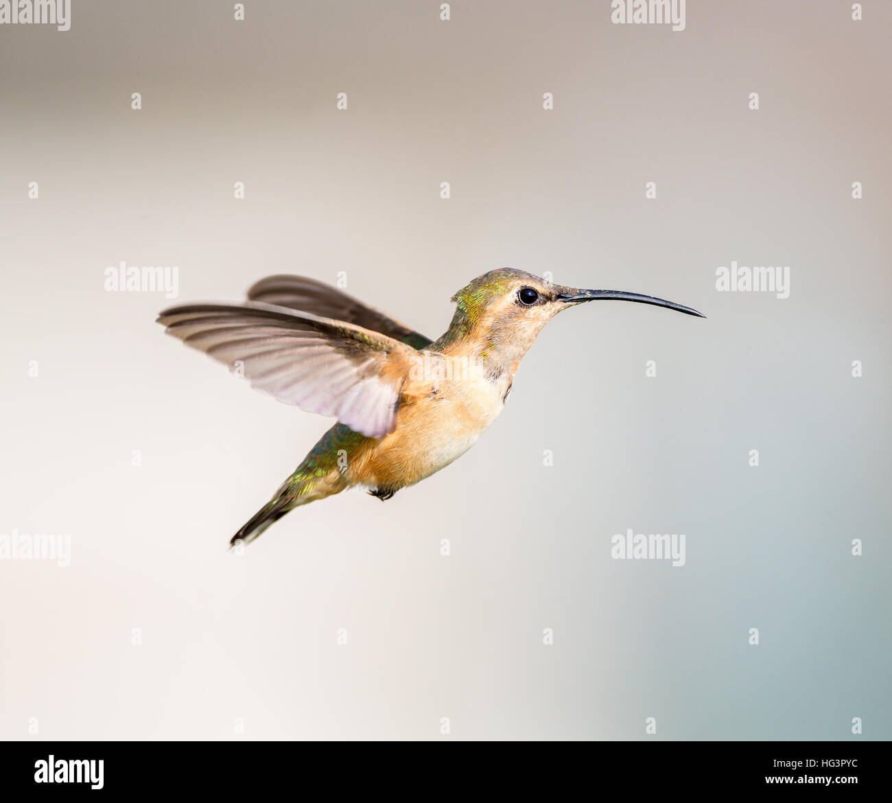 Lucifer hummingbird female Stock Photo - Alamy