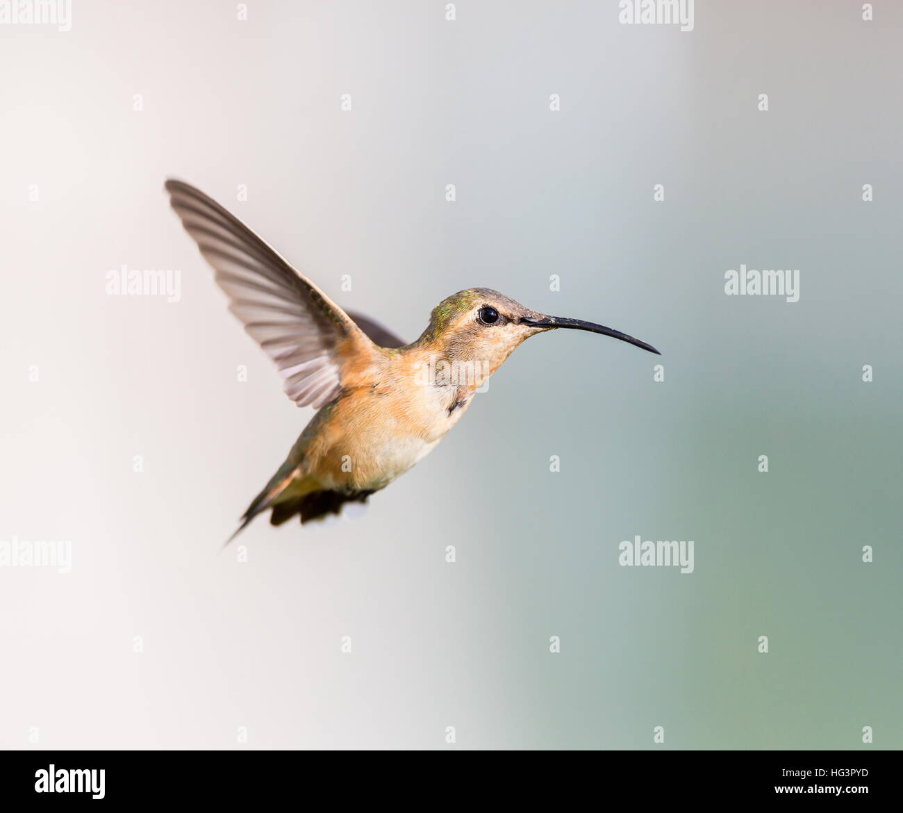 Lucifer hummingbird female Stock Photo - Alamy