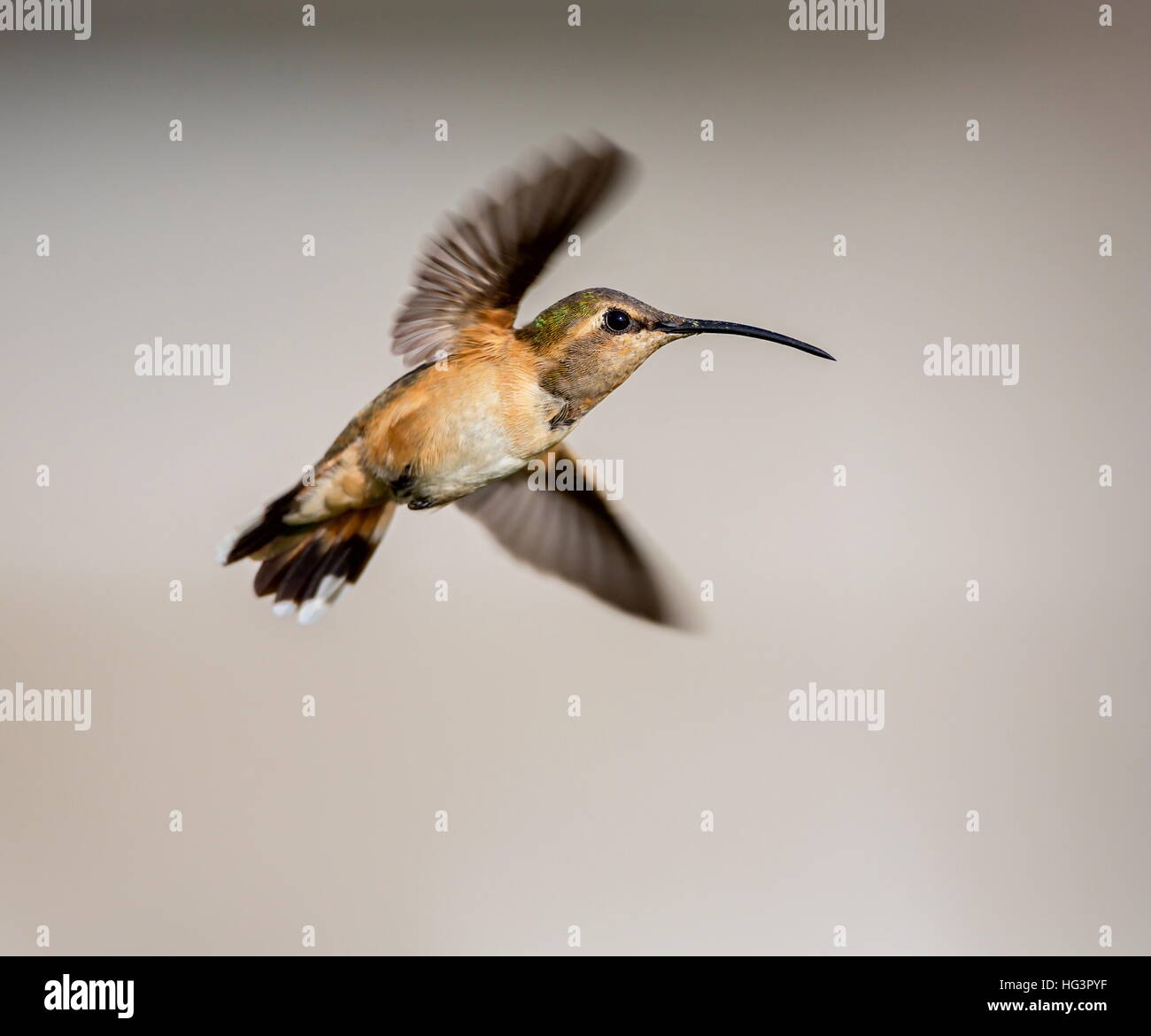 Lucifer hummingbird female Stock Photo - Alamy